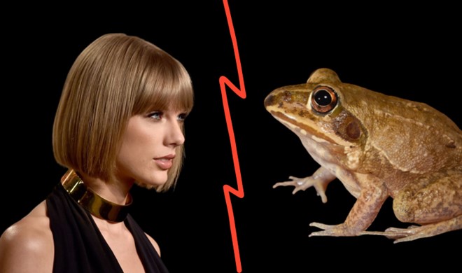Paul Kelly, Taylor Swift, and 58 frogs: A new album of Australian frog ...